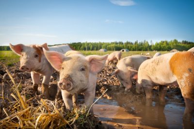 Free Range Pig Farming on the Homestead - Countryside